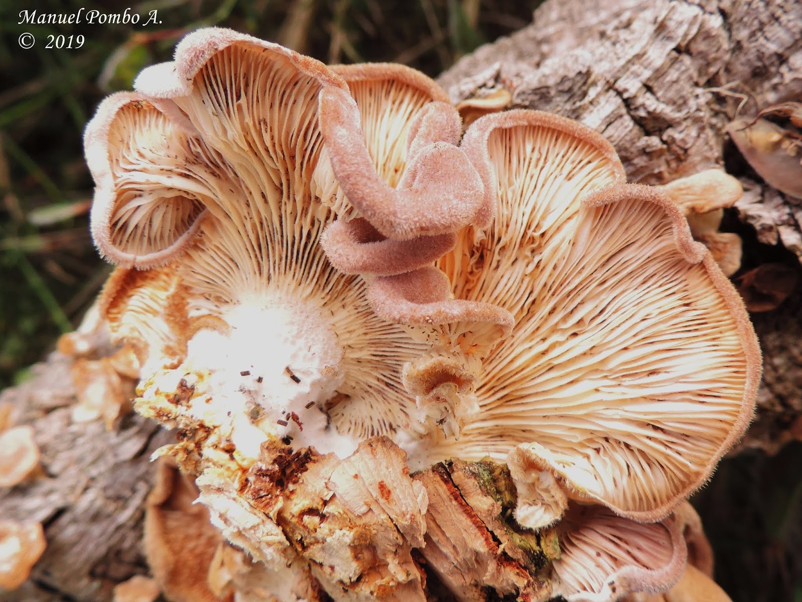 Un micólogo aficionado: Panus rudis (Fries).