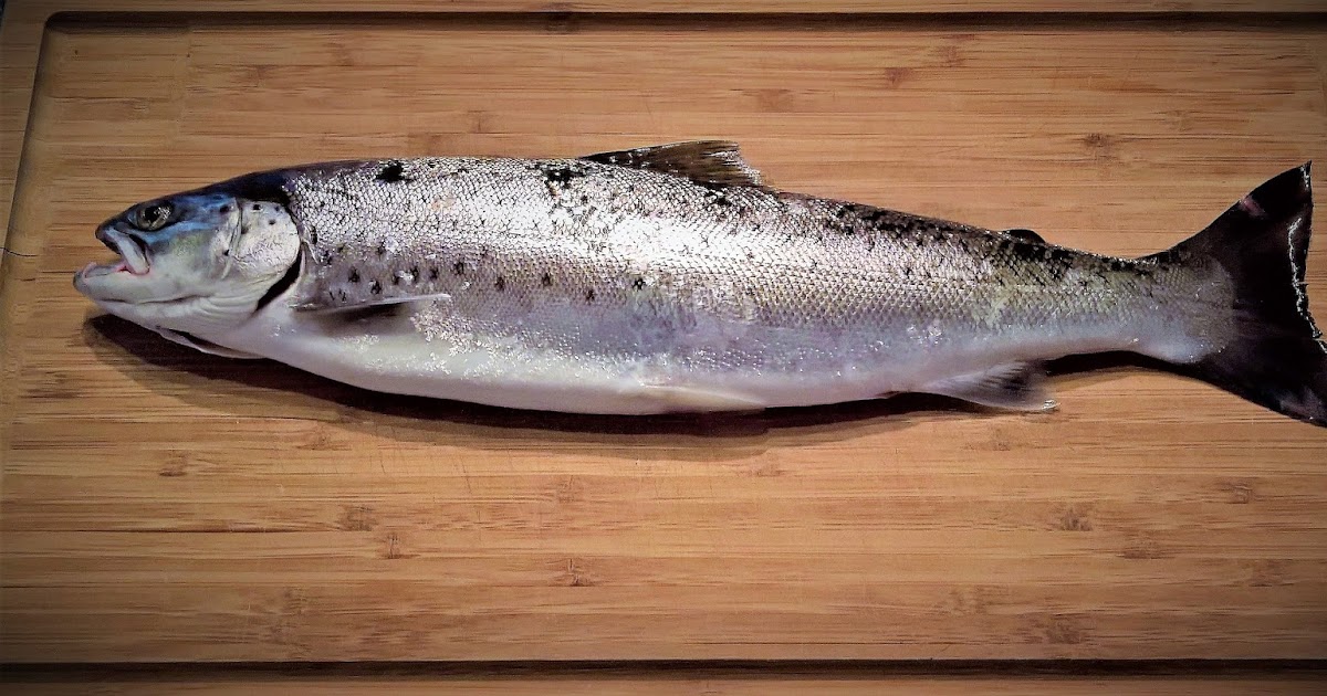Atlantic salmon Psalm salar is a species of radioactive fish in the ...