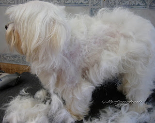 Pet Grooming: The Good, The Bad, & The Furry: Bathing/Clipping a Matted Dog