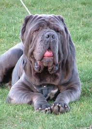 CachorrosBlogs.: Cachorros - Origem dos Molossos.