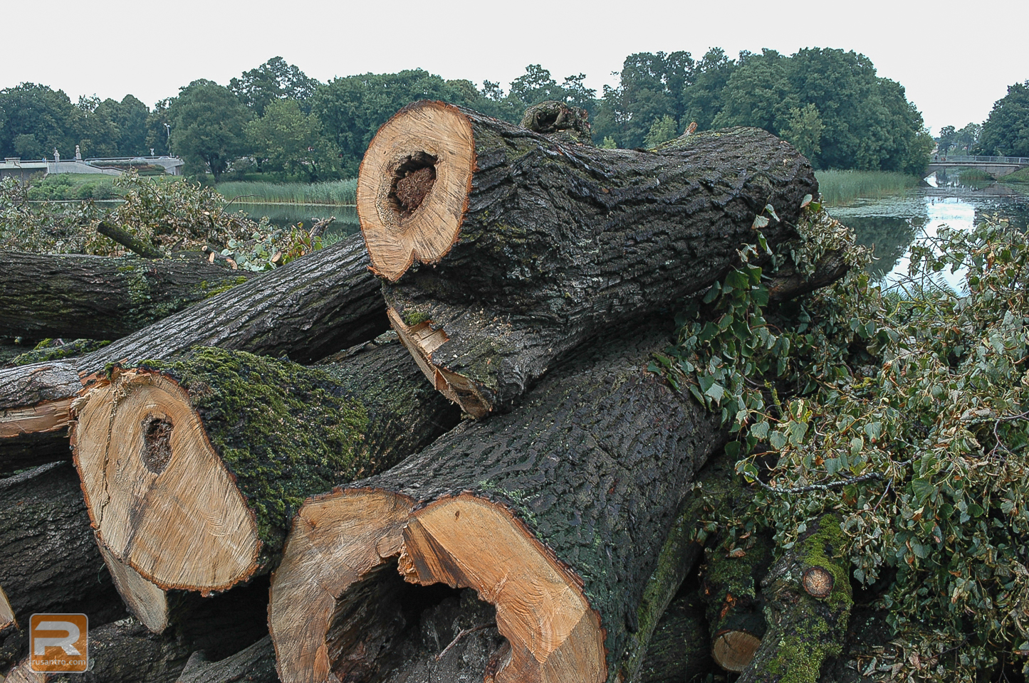 Koki, kuri vairs neaug Driksas promenādē