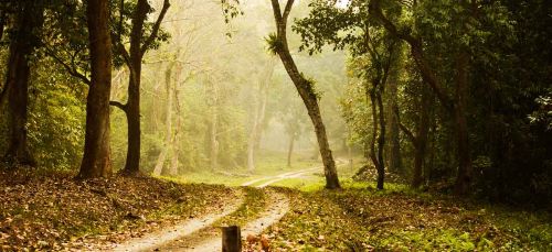 Resort Trimurti: Jungle Safari in Lataguri