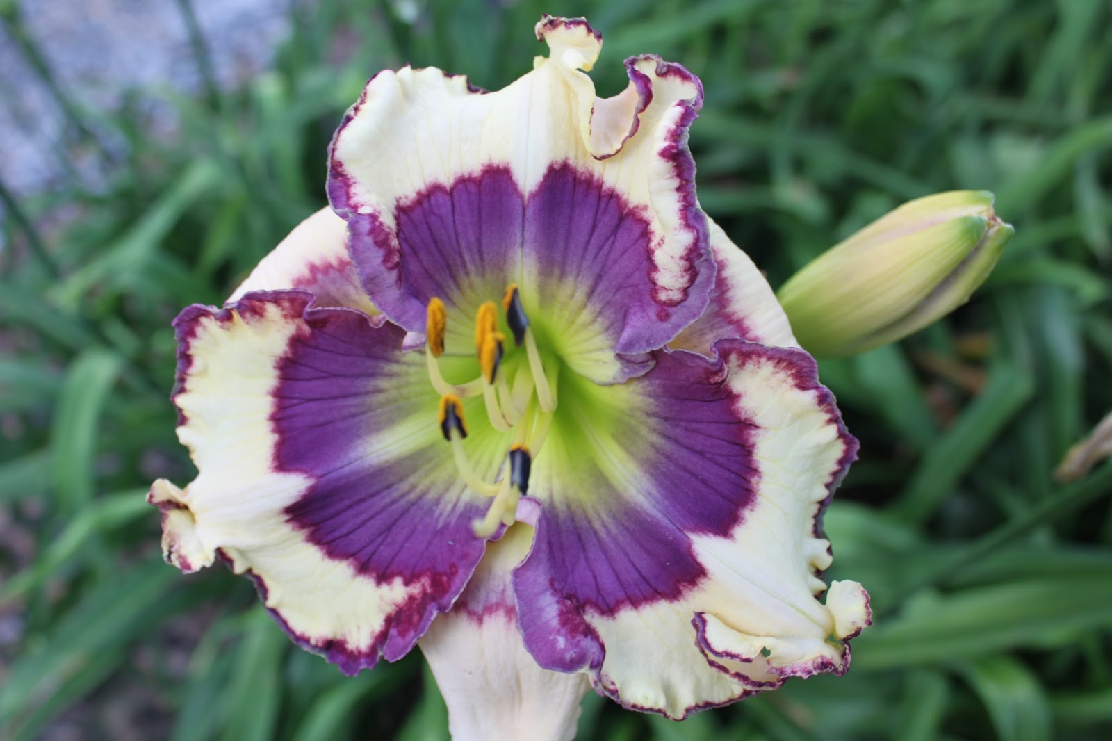 Lewis Daylily Garden: A few more Florida daylilies.