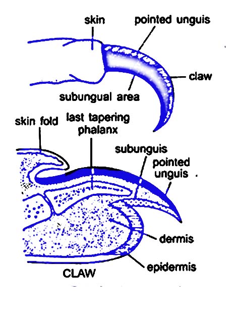 Comparative Zoology by Dr. Vidhin Kamble B. Sc- I : Hard derivatives of ...
