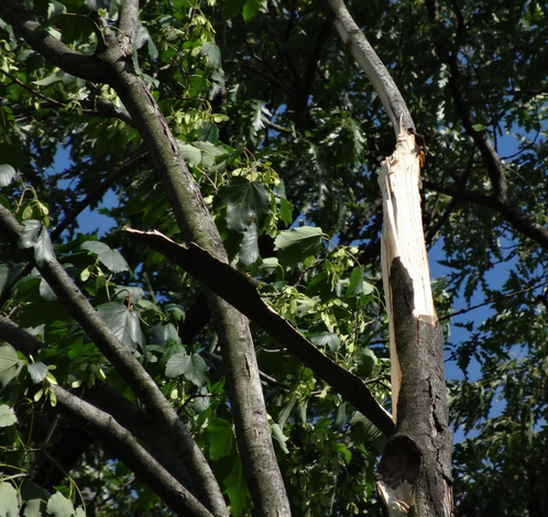 Wit's End: Omen Trees