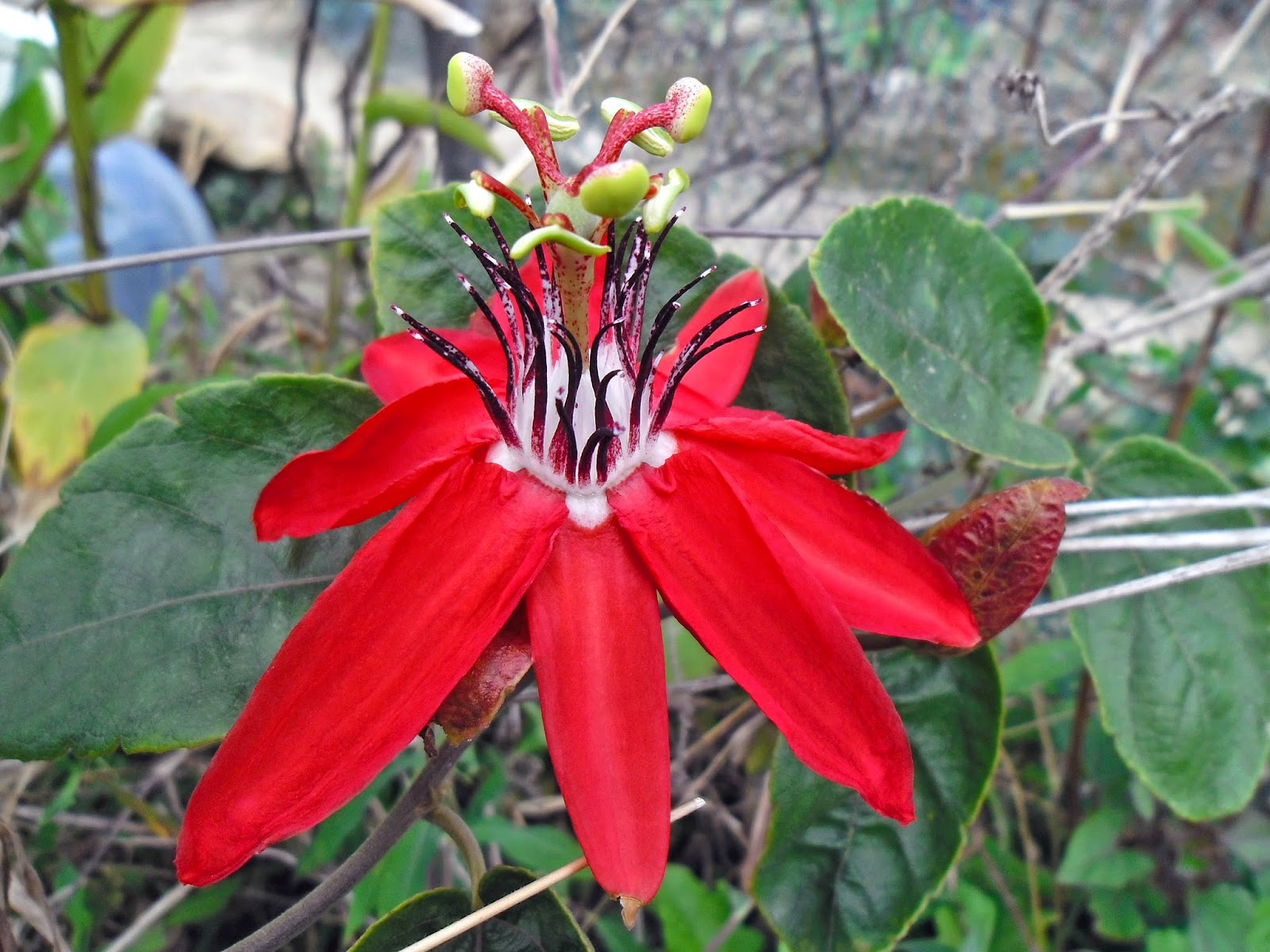 Plant World: Passiflora Miniata