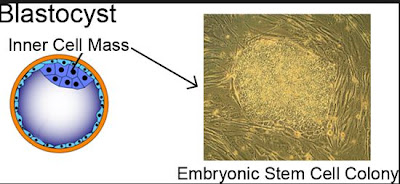 Inner cell mass |Genetic Engineering Info
