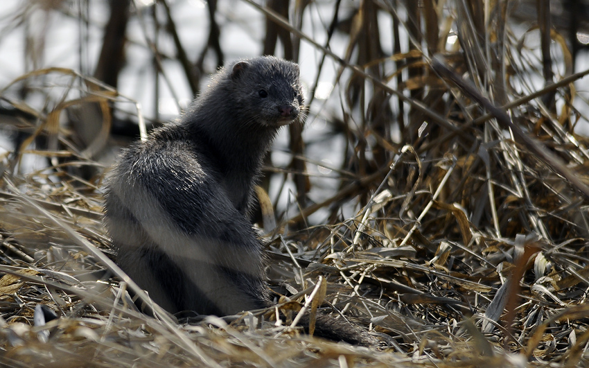 OBRAZY NATURY: Norka amerykańska...