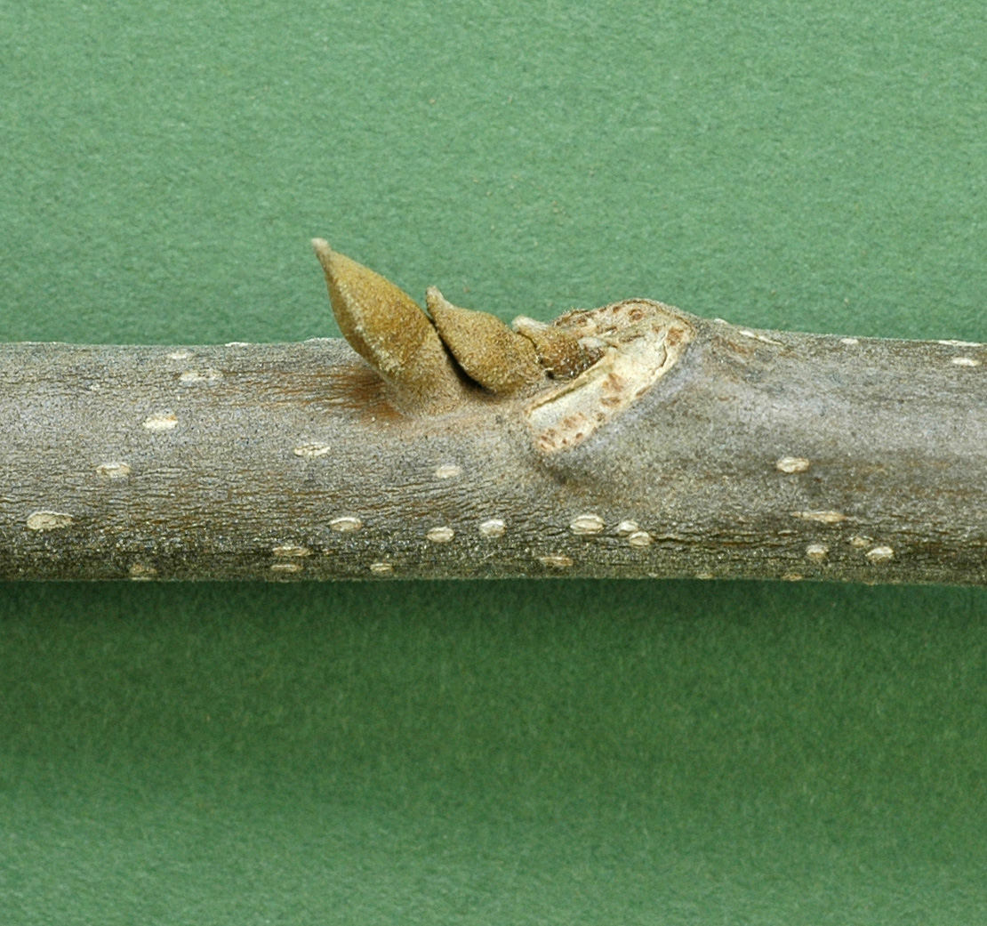 Northern Pecans: Harvesting pecan scionwood