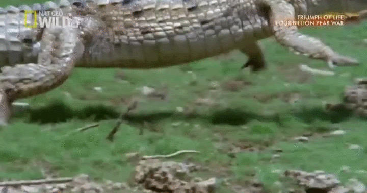 Spungella: Crocodile run