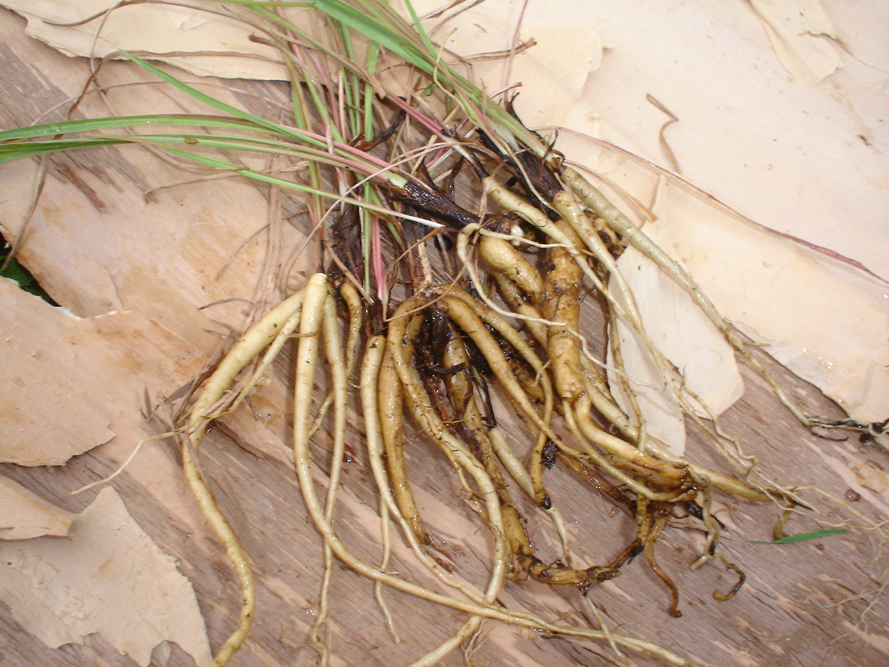 Bushfoods & Survivial Plants: Murnong - Microseris lanceolata