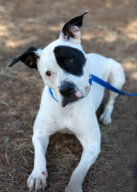 Shelter Dogs of Portland: "DOTTY" who's that dog on "The Little Rascals ...