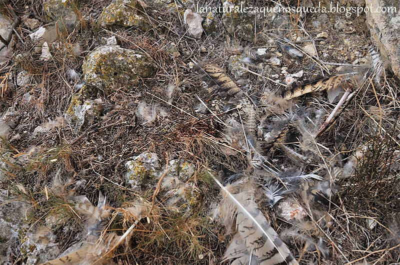 Viajera de mundos fantásticos : El búho... el pájaro de la muerte