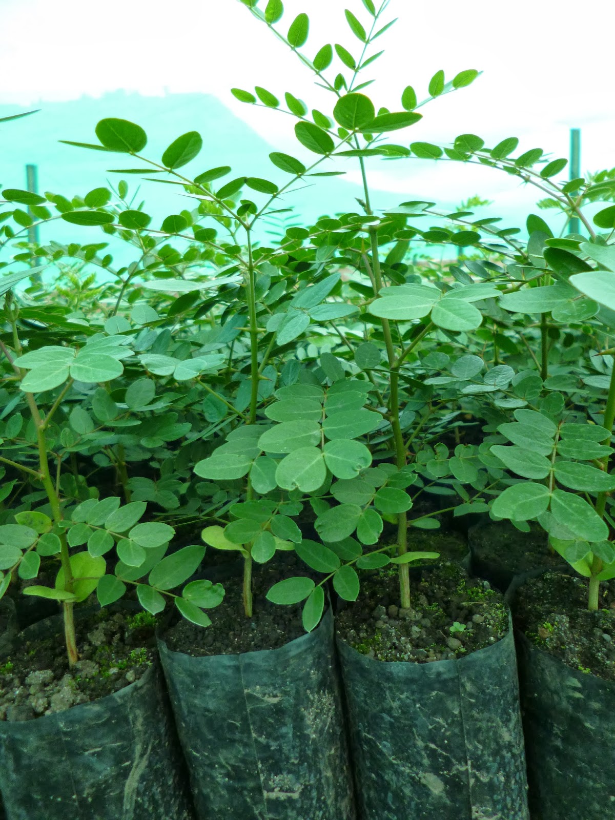 PRODUCCIÓN DE TARA - AYACUCHO