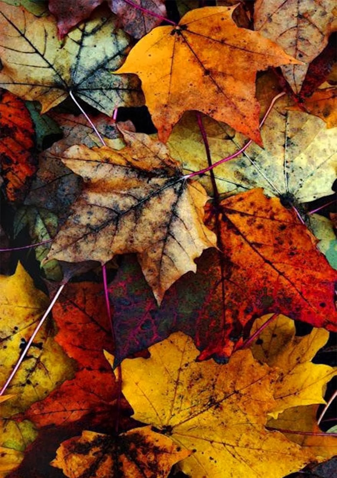 TODAYS LIFESTYLE: FALL || LEAVES || FALL || LEAVES || FALL || LEAVES
