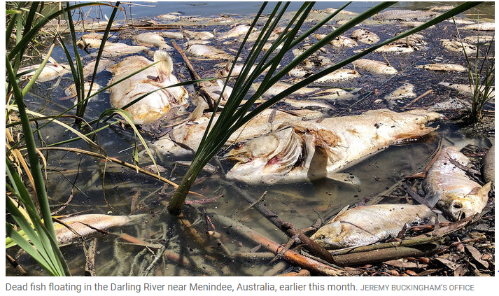 Water mismanagement triggered ecological disaster in Australian rivers ...
