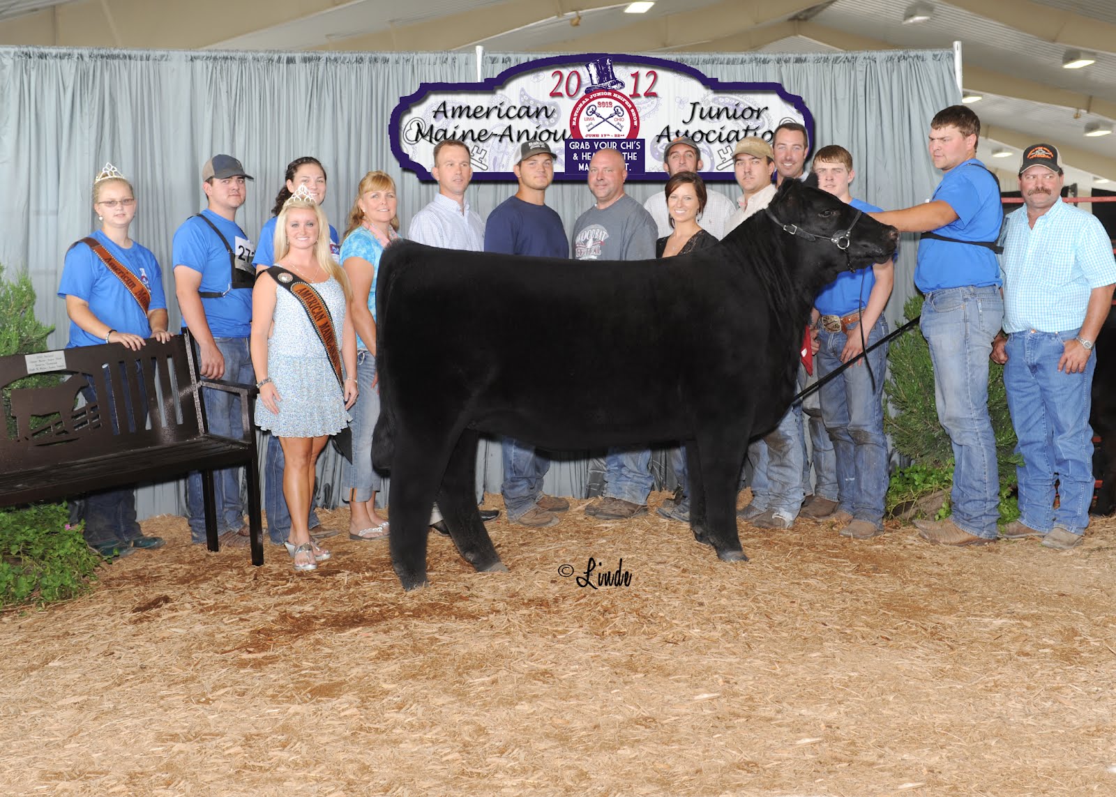 Buck Cattle Co. Blog: National Jr. Maine/Chi Show in Lima, Ohio