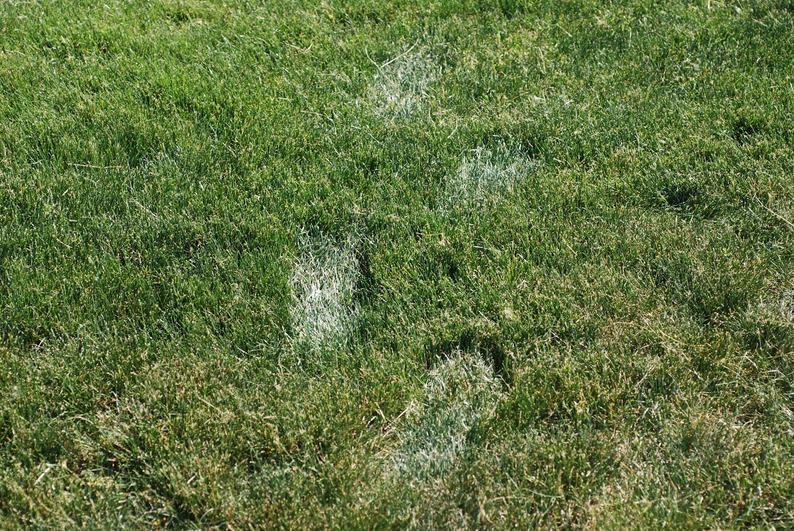 Time to Water? | Purdue University Turfgrass Science at Purdue University