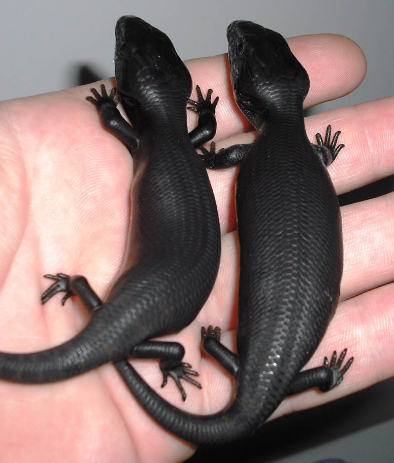 15 Fascinating melanistic animals (15 pics) | Amazing Creatures