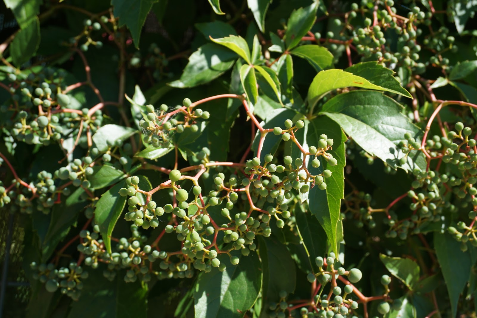 Plantas de Huerta Otea, Salamanca: Parra de Virginia, para virgen ...