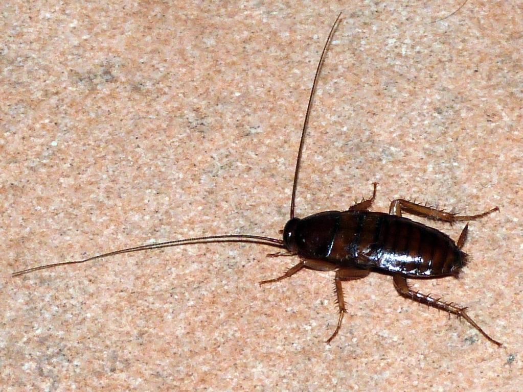 Taxonomía Arthropoda: Clase Insecta Orden Blattodea
