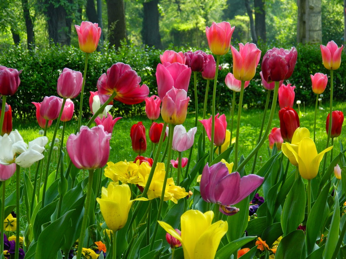 LA MULTI ANI, ROMANIA!: Lalele colorate