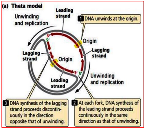 LET'S LEARN PLANTS: Models of DNA Replication