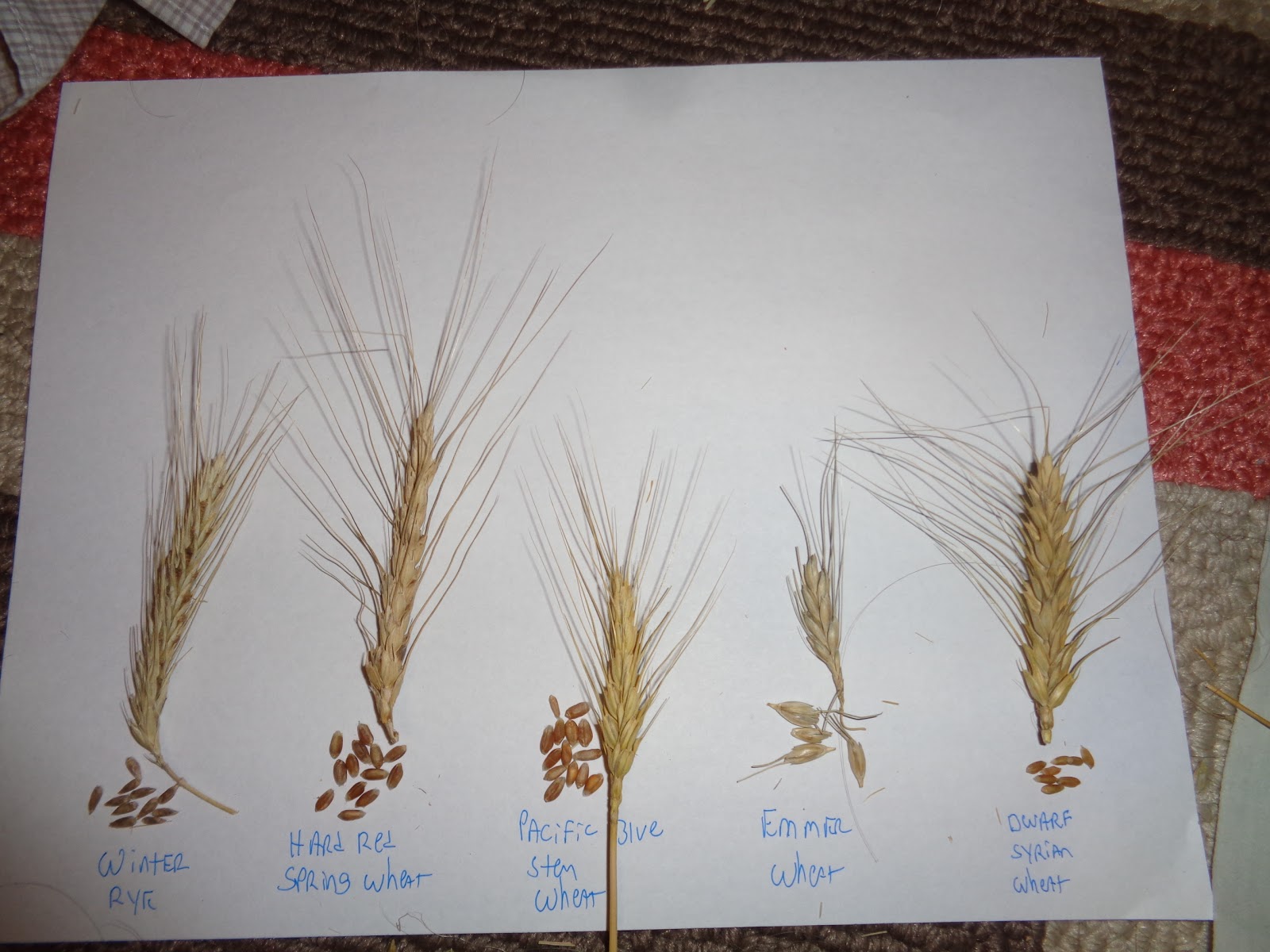 The Perennial Agriculturalist: ancient wheat