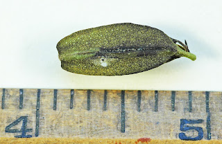 Northern Pecans: Hickory shuckworm, fall webworm and scab: Time to ...
