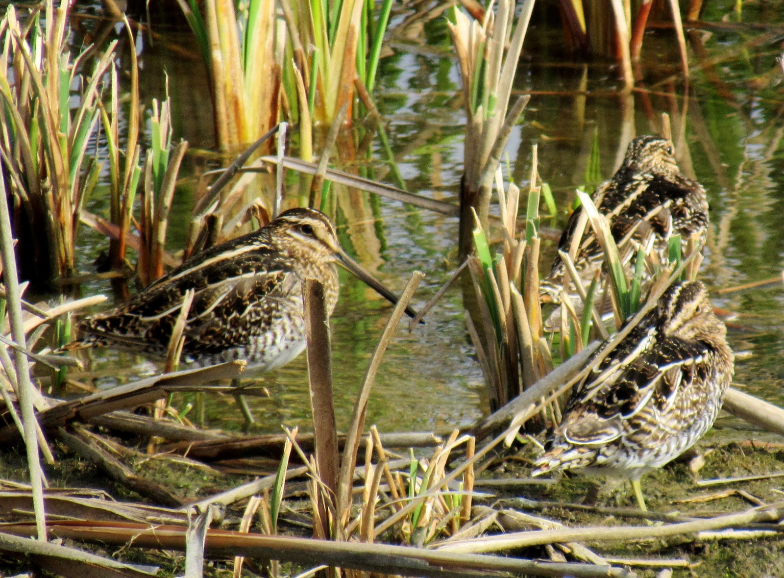 Wilson's Snipes in the Valley's Late-winter Wetlands