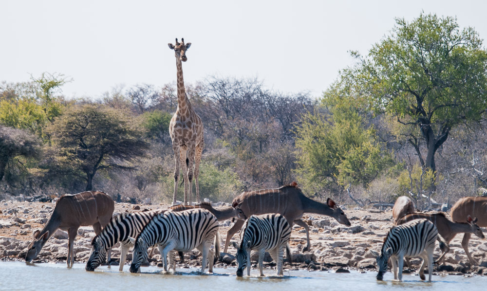 Committed Stitcher: Stereotypical Africa Photo