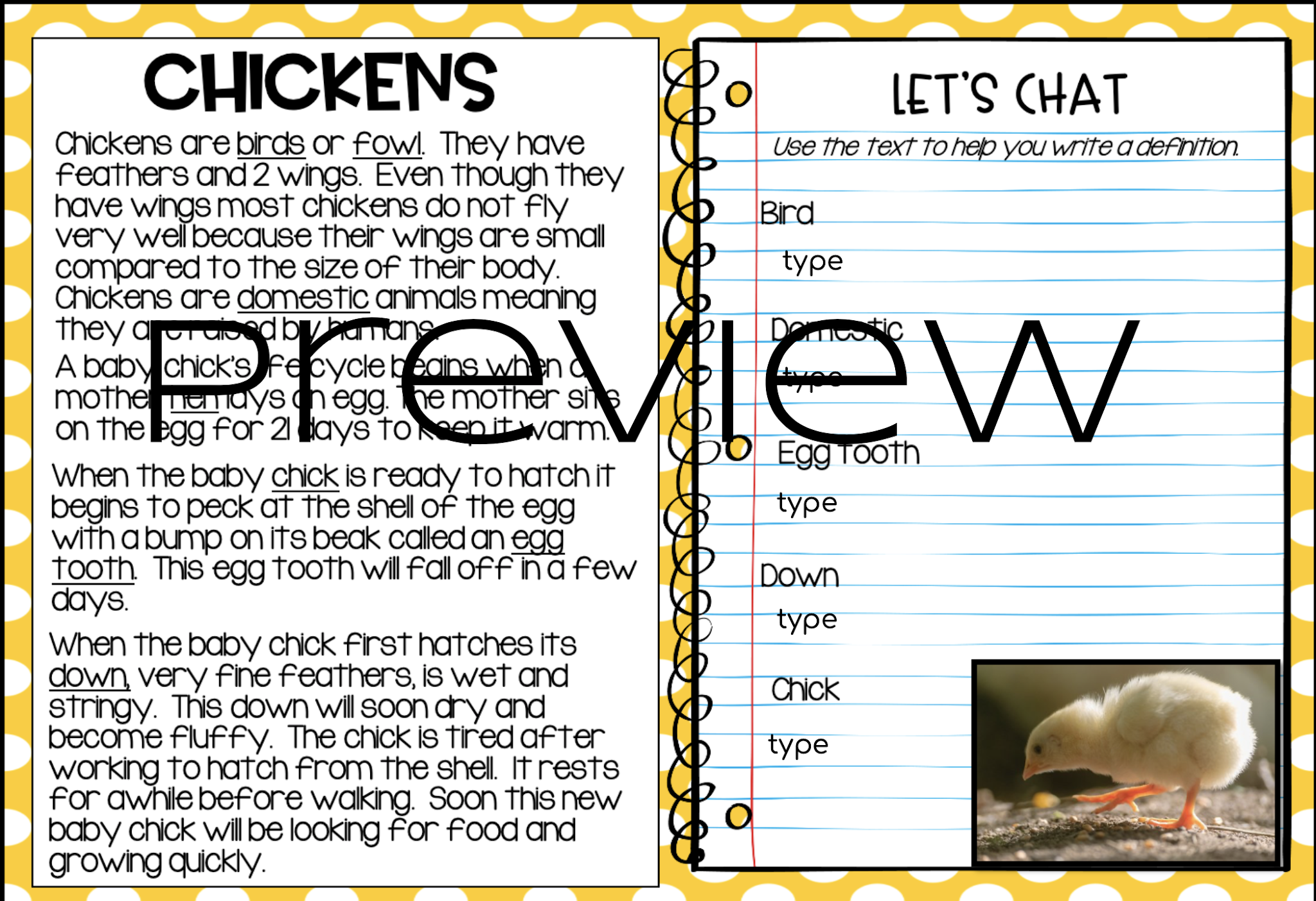 1st Grade Hip Hip Hooray!: Bunnies and Chicks...Informational Text