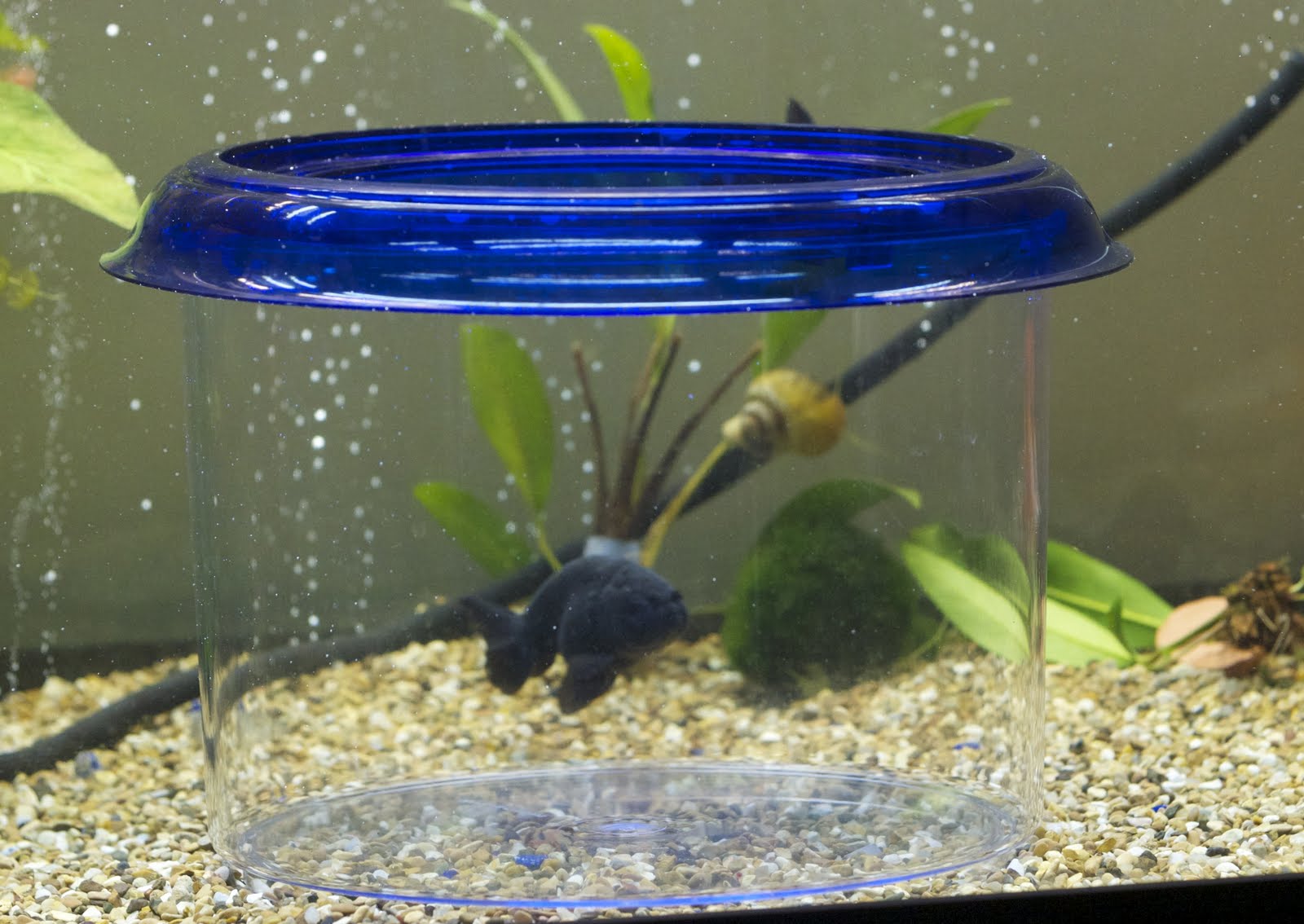 Goldfish Care: Project Goldfish Bowl