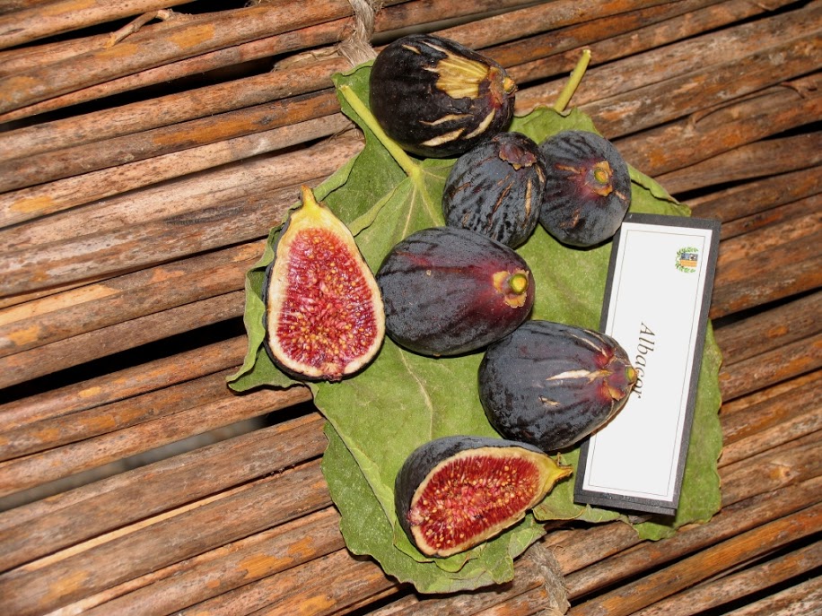 Albacor FIg - Var Tin