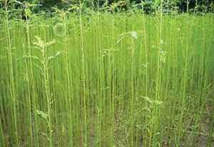 PEST OF JUTE AND THEIR MANAGEMENT