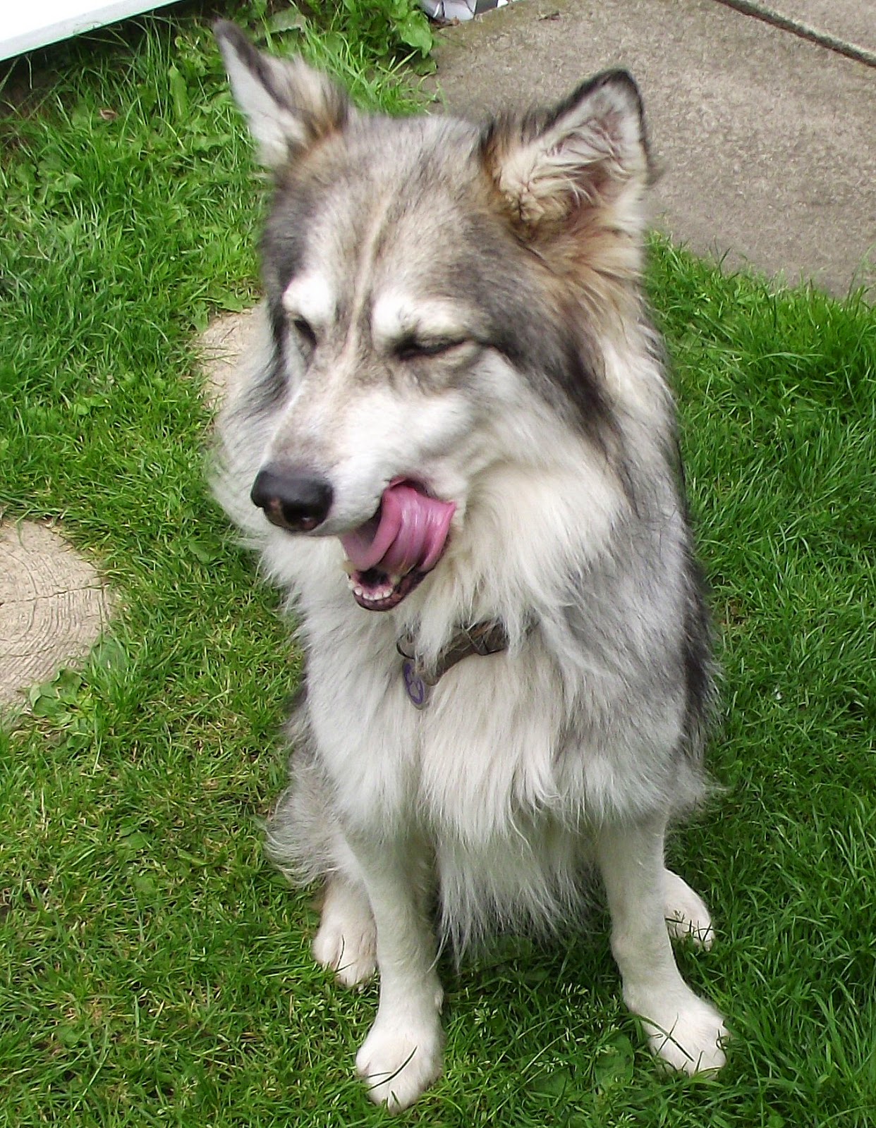 Utonagan - 'Spirit of the wolf': Kaya - Utonagan