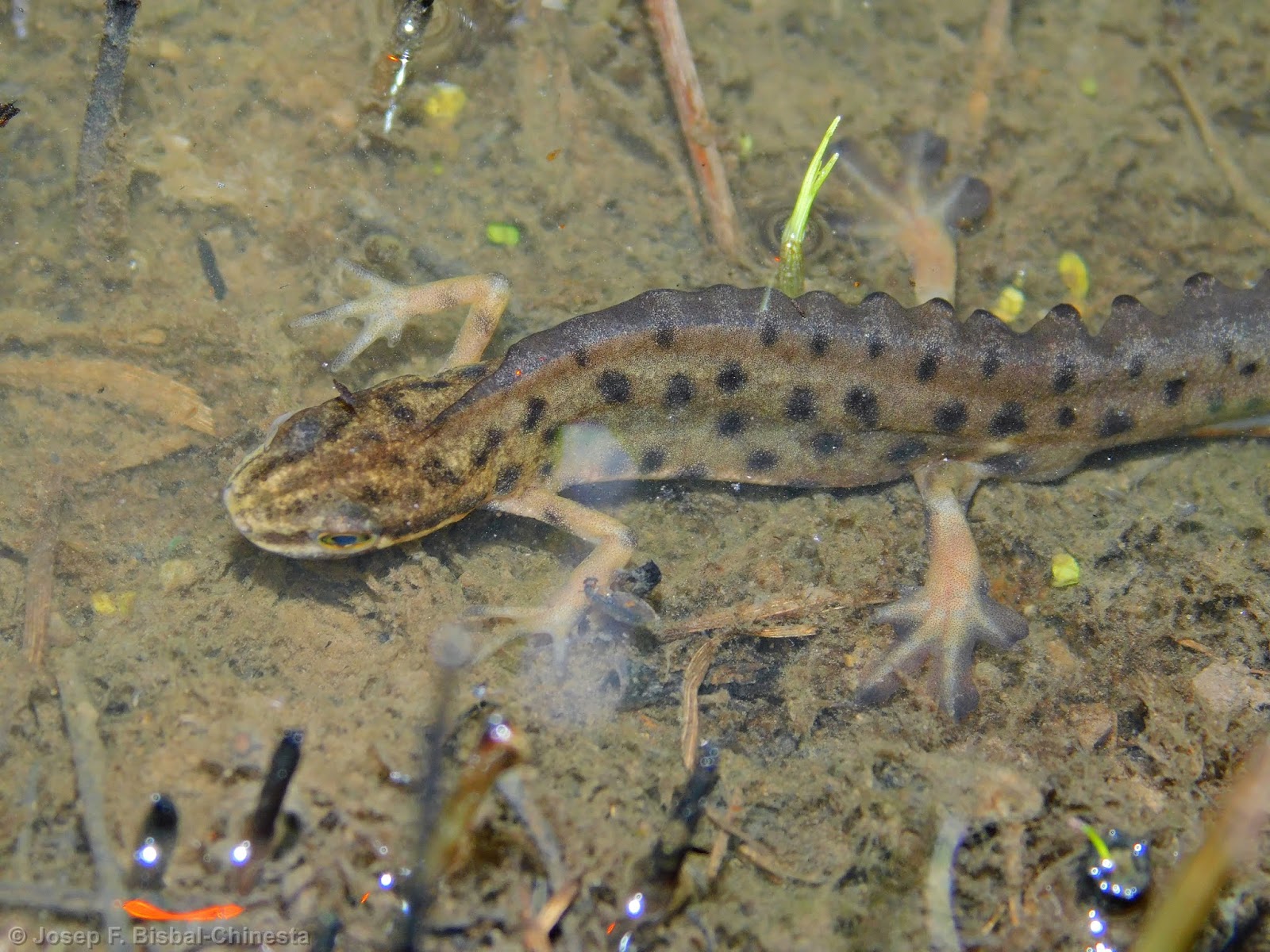 (Paleo-)Herpetología: Herp Trip - Anfibios y reptiles de Serbia, el ...