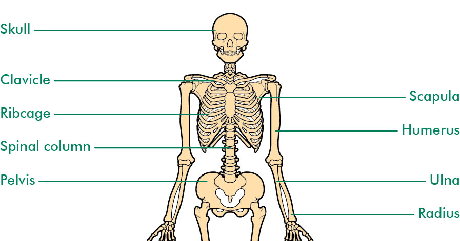 All set? You bet!: The Locomotor System