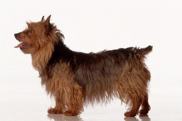 Terrierman's Daily Dose: Evolution of Terrier Breeds