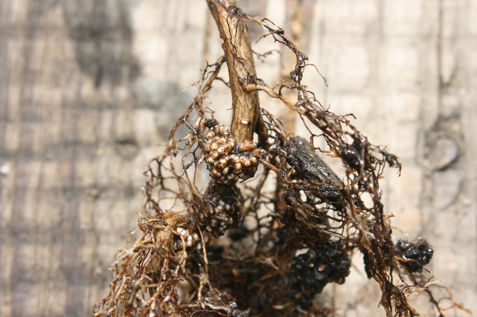 Balkan Ecology Project : Nitrogen Fixation - How it Works and a Look at ...