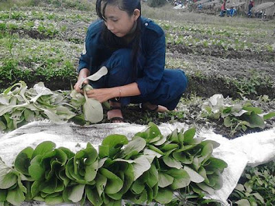 6 Langkah Mudah Cara Menanam Sawi Hijau - Bertani
