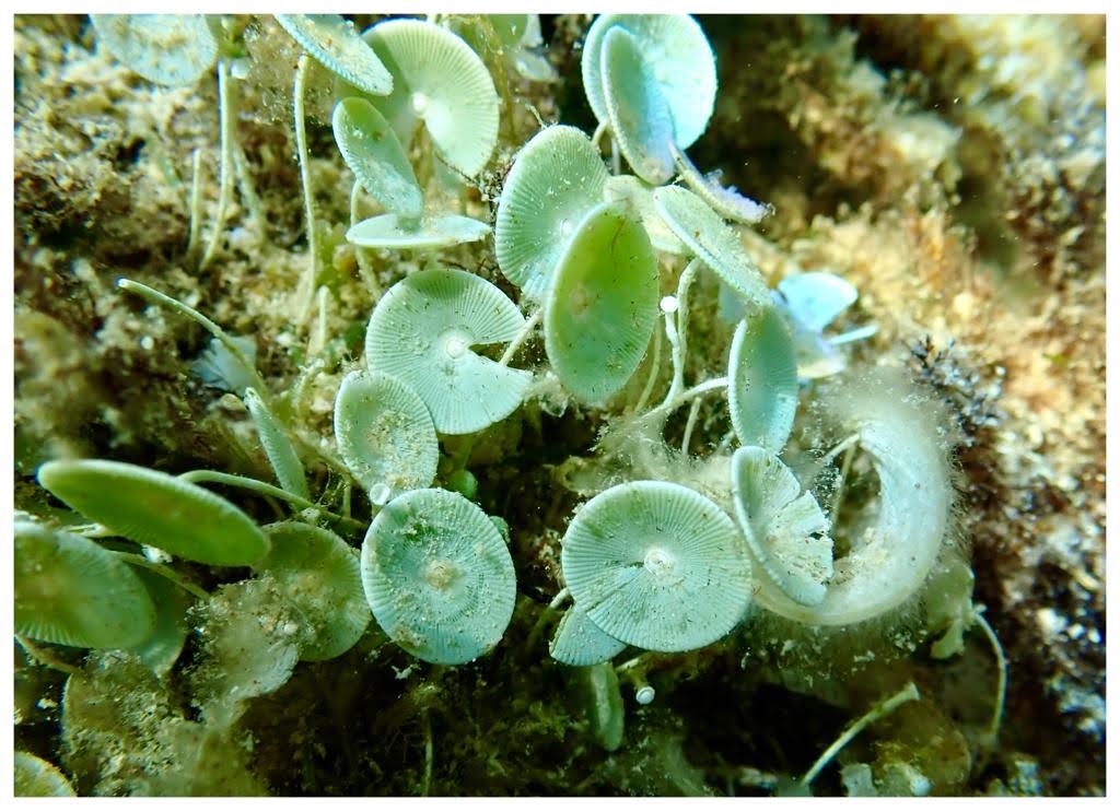 Taxonomia Plantae no Magnoliopsida: Clorofitas