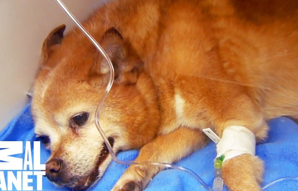 Dog’s Heart Stops In His Owner’s Arms But Is Revived By Veterinarian In ...