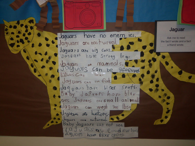 Mrs. Wood's Kindergarten Class: Rainforest Unit