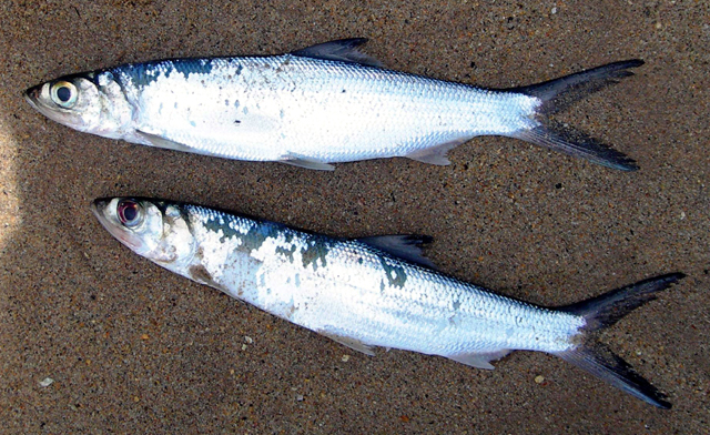 Artes de Pesca: ACTINOPTERYGII