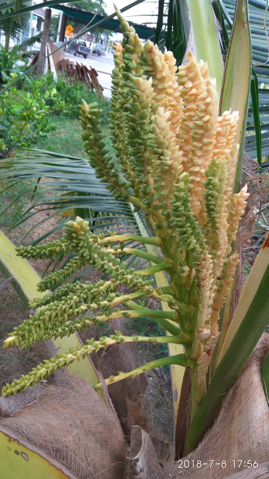 Pendebungaan kelapa pandan , coconut pollination