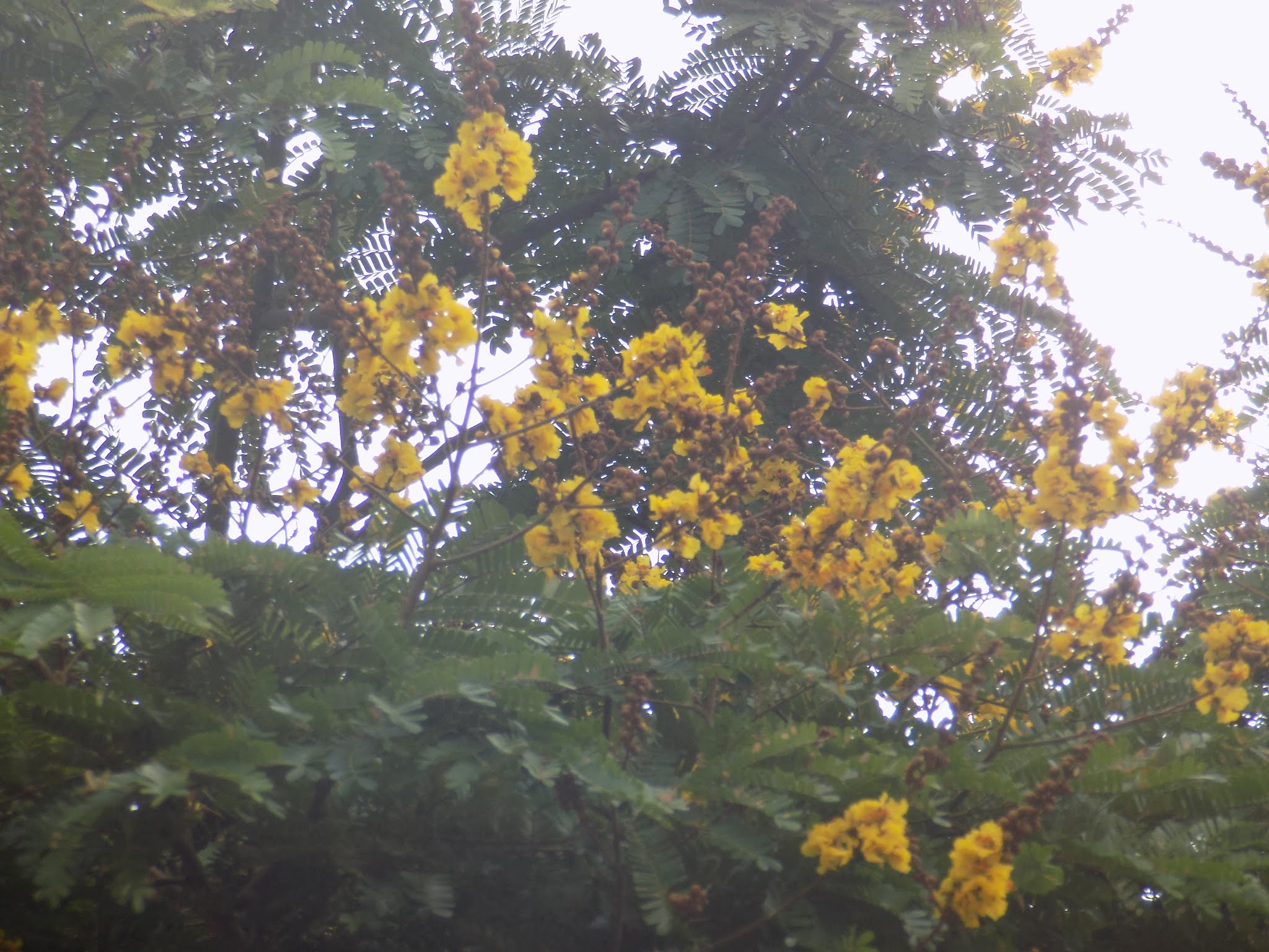 Chennai Wetland's Biodiversity: Peltophorum pterocarpum / copperpod ...