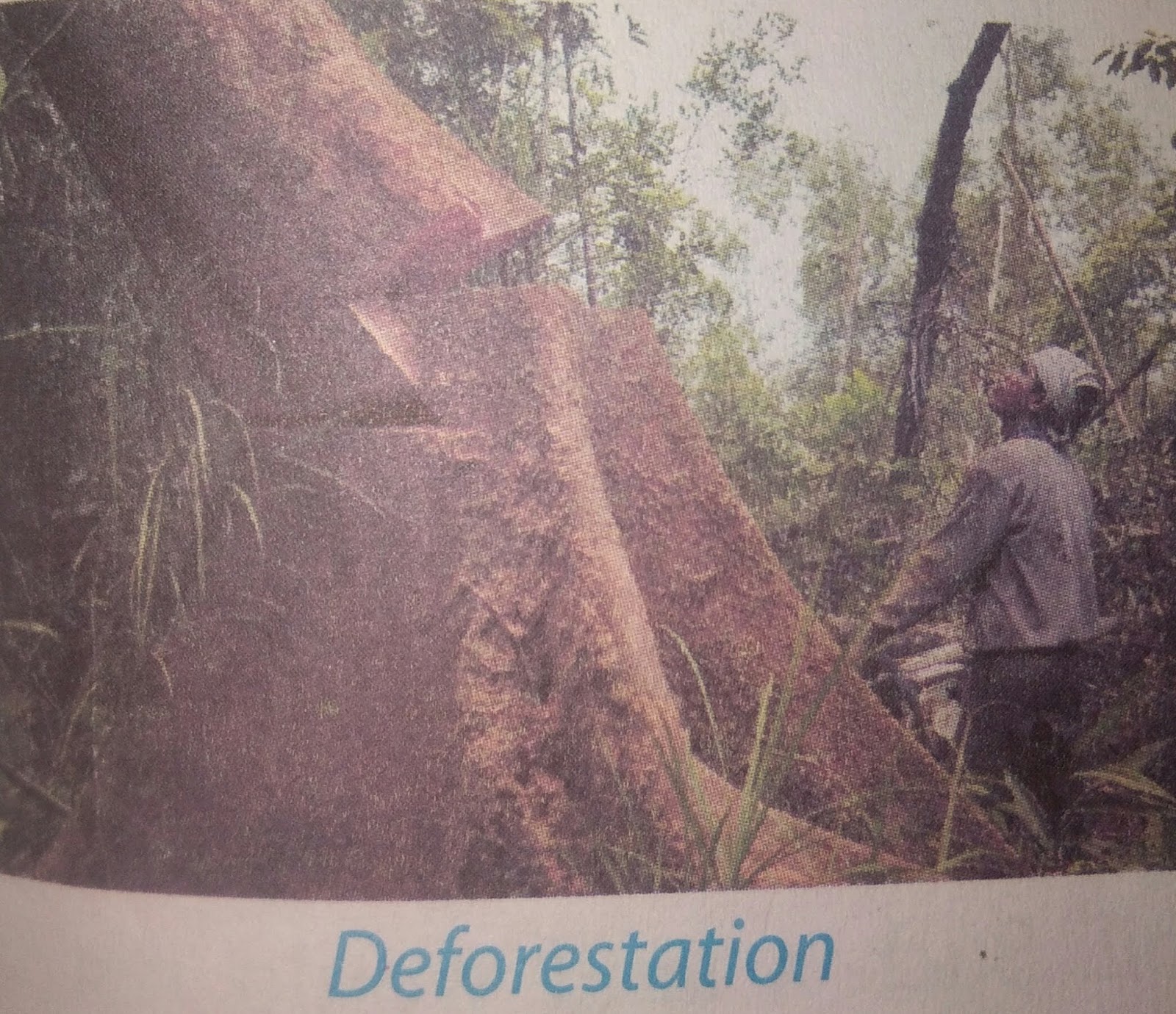 What is deforestation afforestation and why it is important for our life???