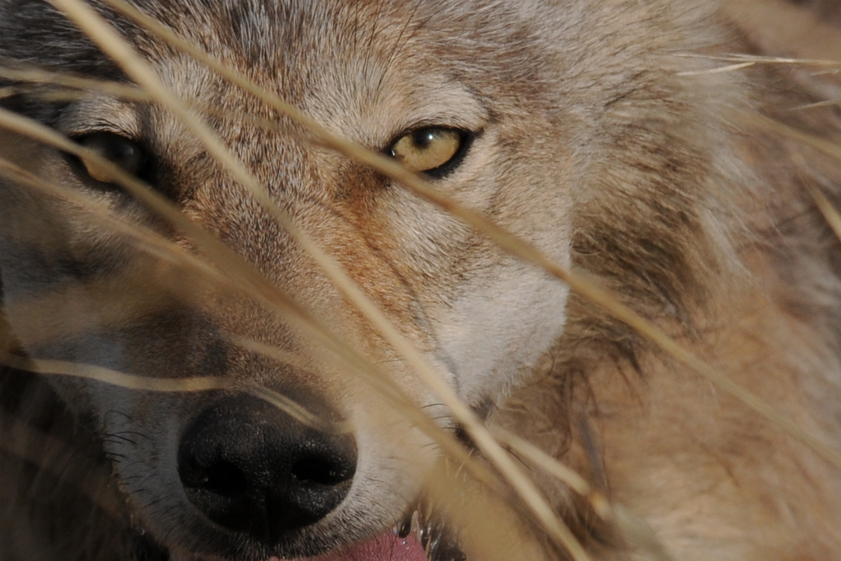 White Wolf : Meet The Amazing Looking Mongolian Wolf With Beautiful ...