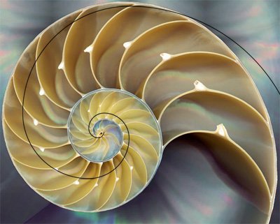Fibonacci series and Phi in NATURE